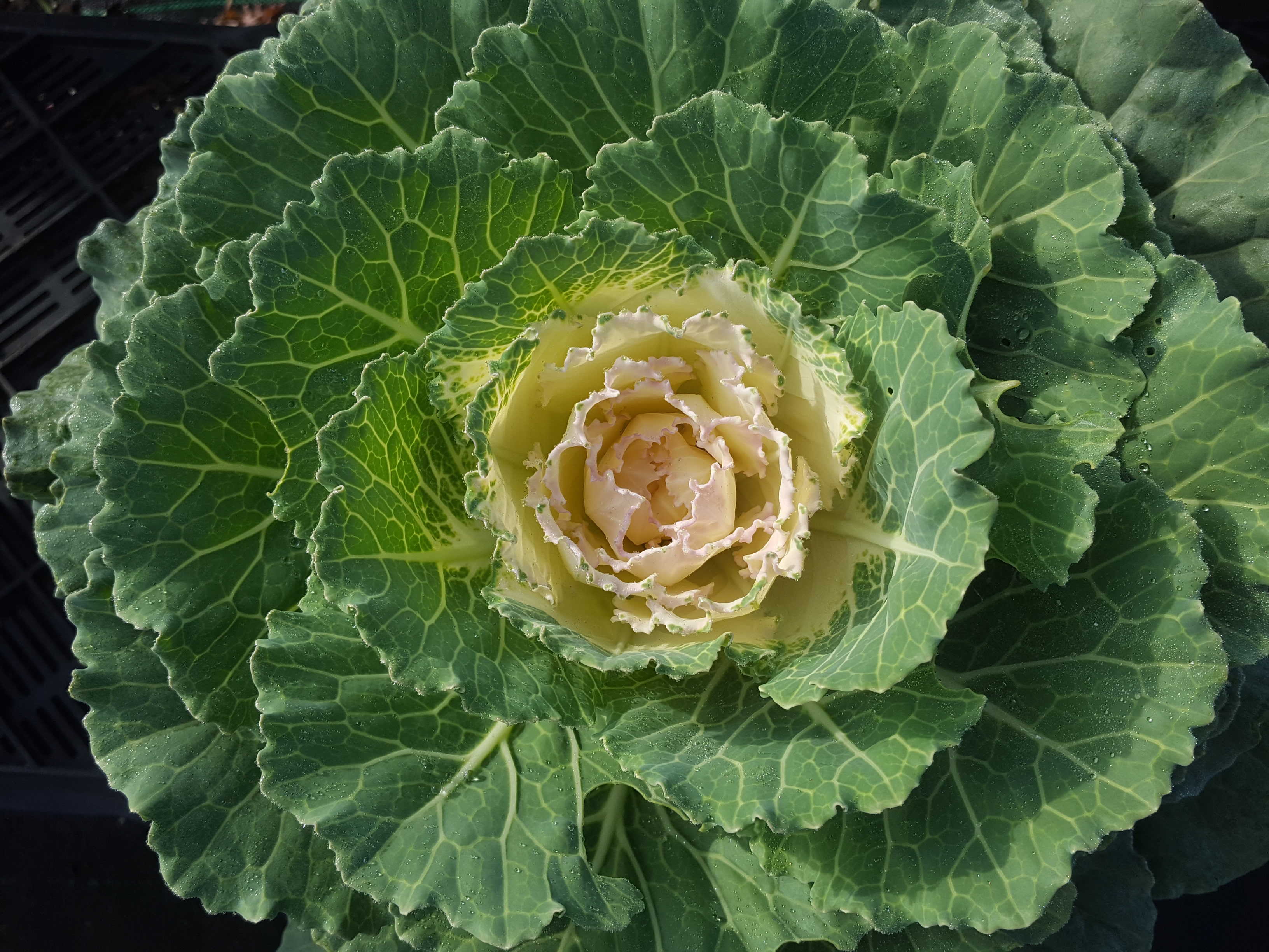 Quality Gardens